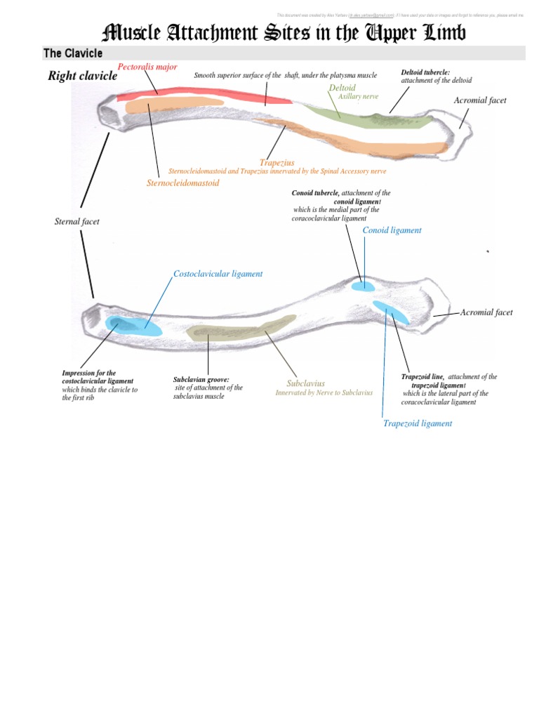 Upper Limb Muscle Attachment | PDF | Thumb | Soft Tissue