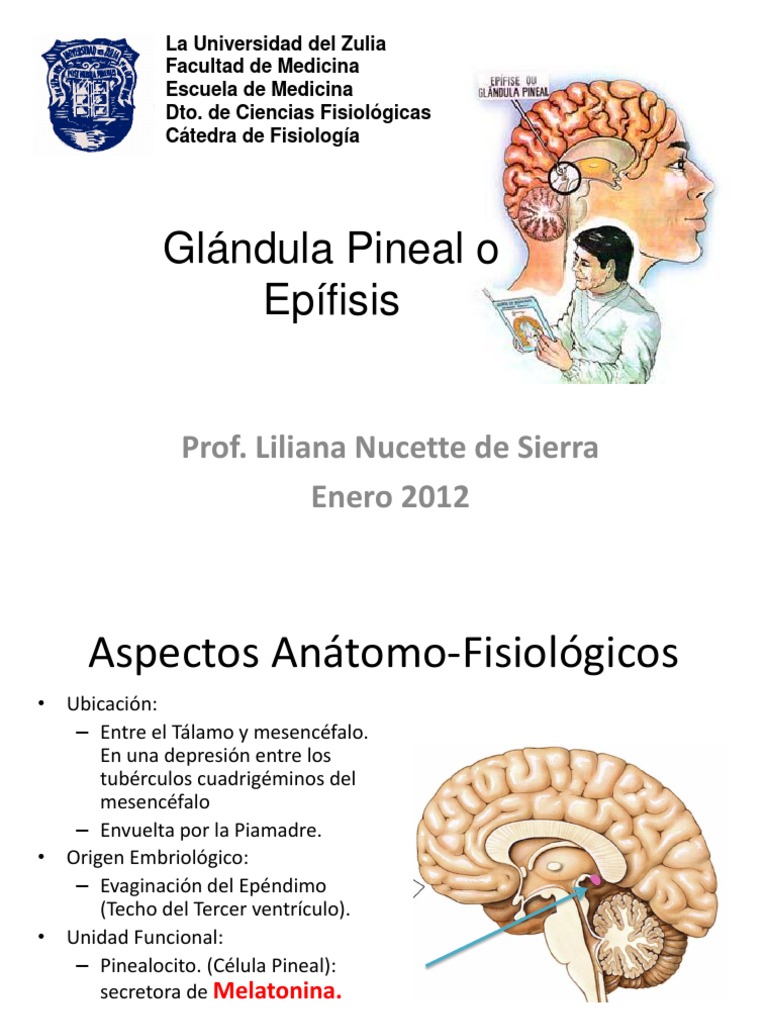 Glandula Pineal (1) | Receptor (Bioquímica) | Hormona luteinizante