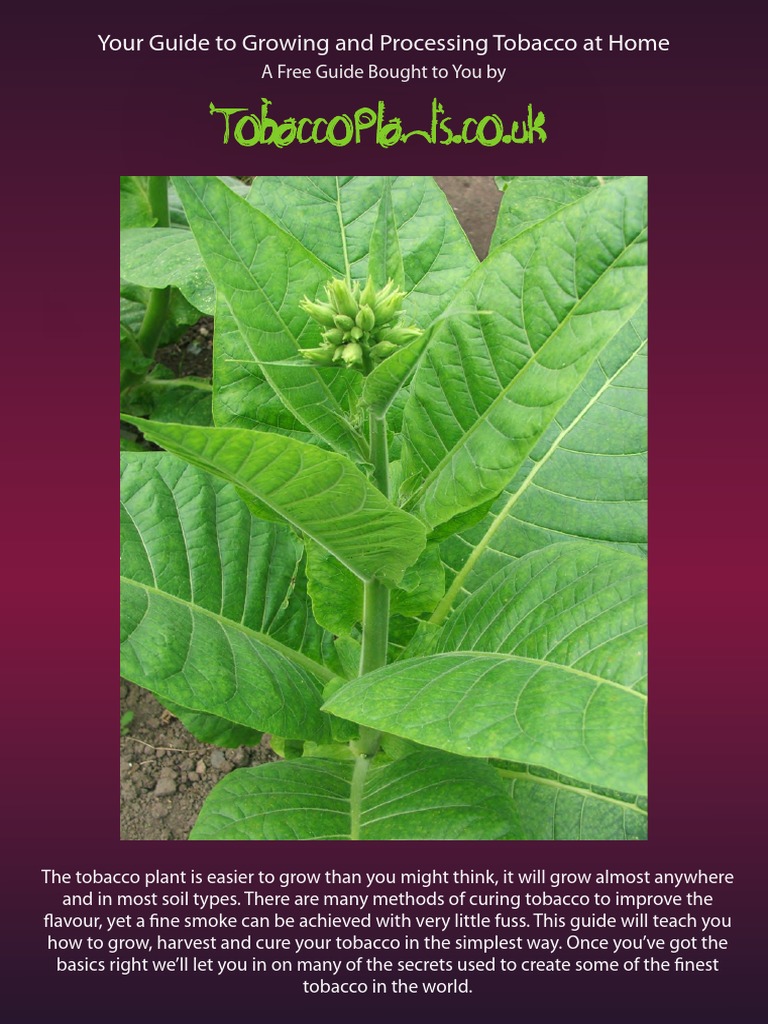 Your Guide to Growing and Processing Tobacco at Home | Tobacco | Glycerol