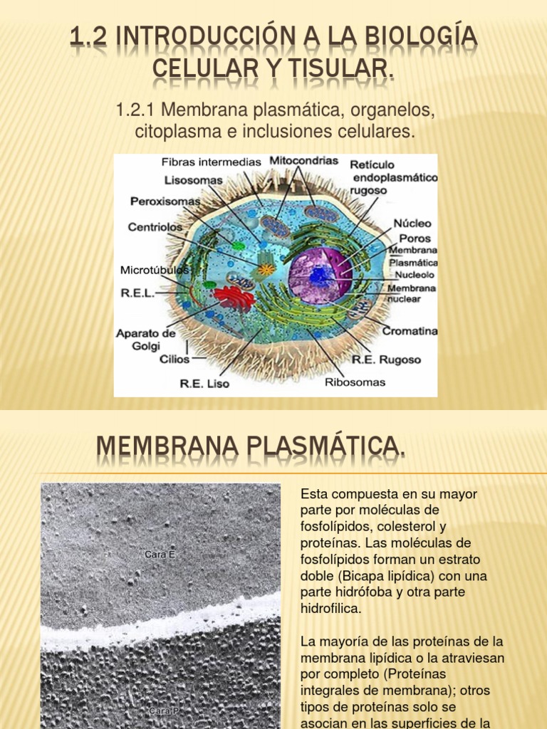 Biologia Celular y Tisular | Tejido conectivo | Retículo endoplásmico