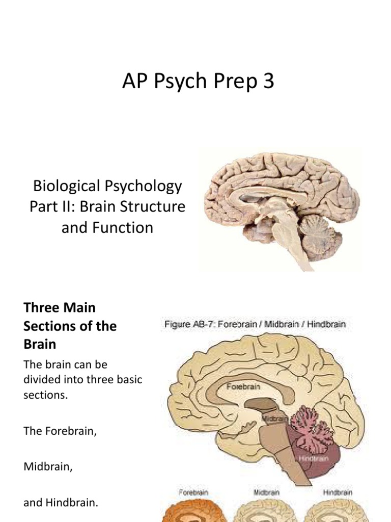 AP Psych Prep 3 - Biological Psychology (Part II) | Cerebral Cortex | Twin