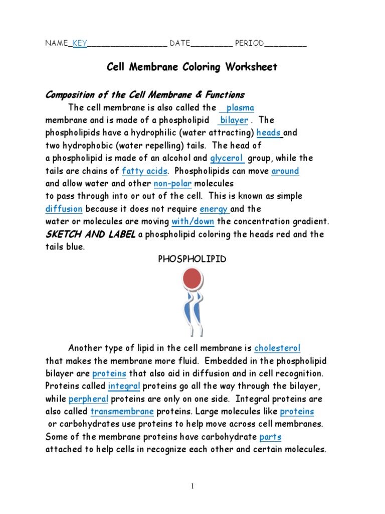 Cell Membrane Coloring Worksheet KEY