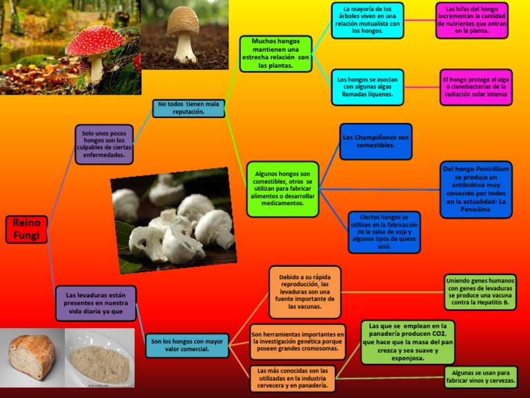 Esquema Reino Fungi | PDF | Hongo | Organismos