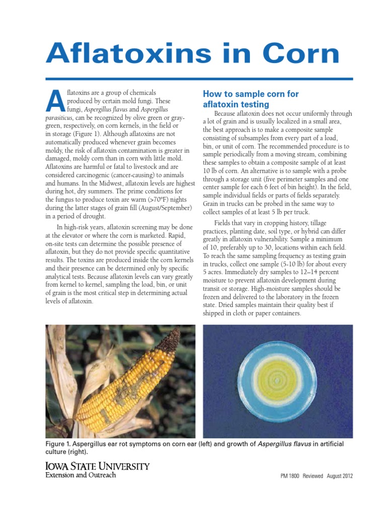 Aflatoxins in Corn: How To Sample Corn For Aflatoxin Testing | Download ...