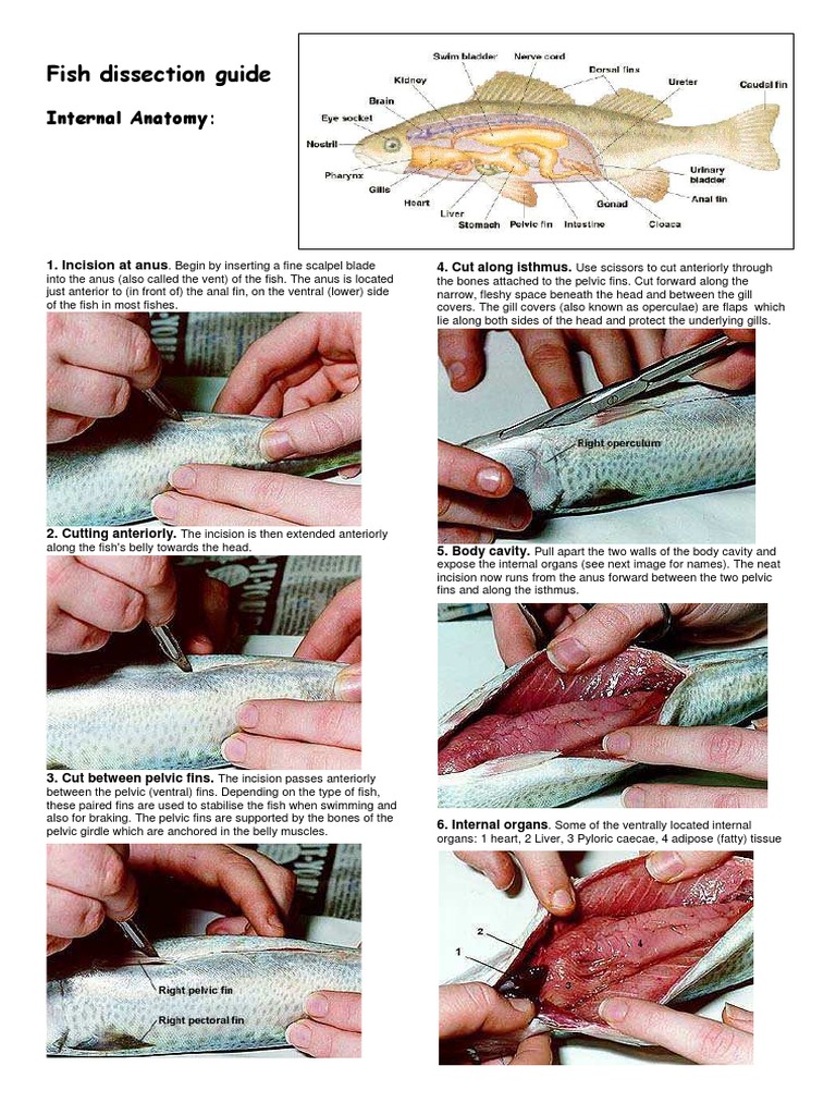 Fish Dissection PDF Gill Fish
