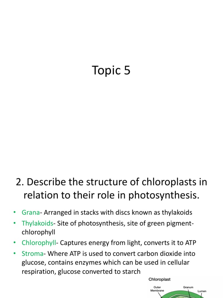 Edexcel Biology Unit 4 Model Answers | PDF | Photosynthesis | Messenger Rna