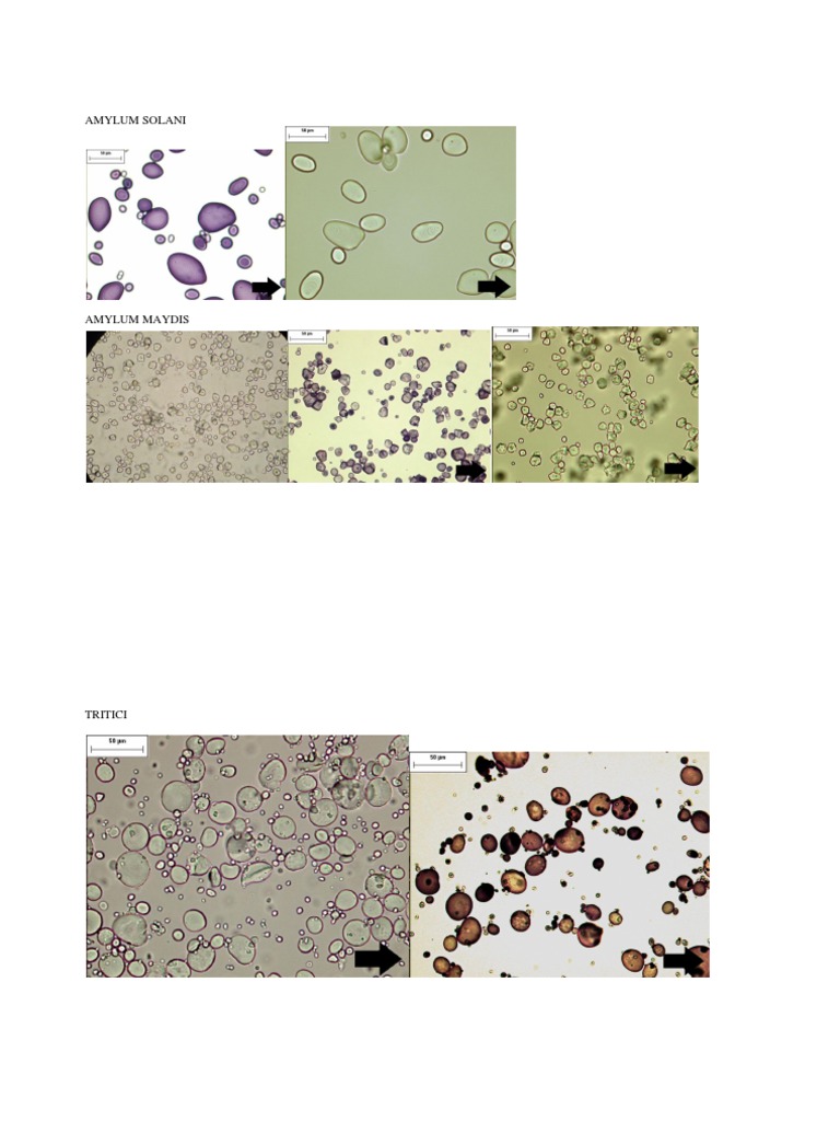 AMYLUM | PDF