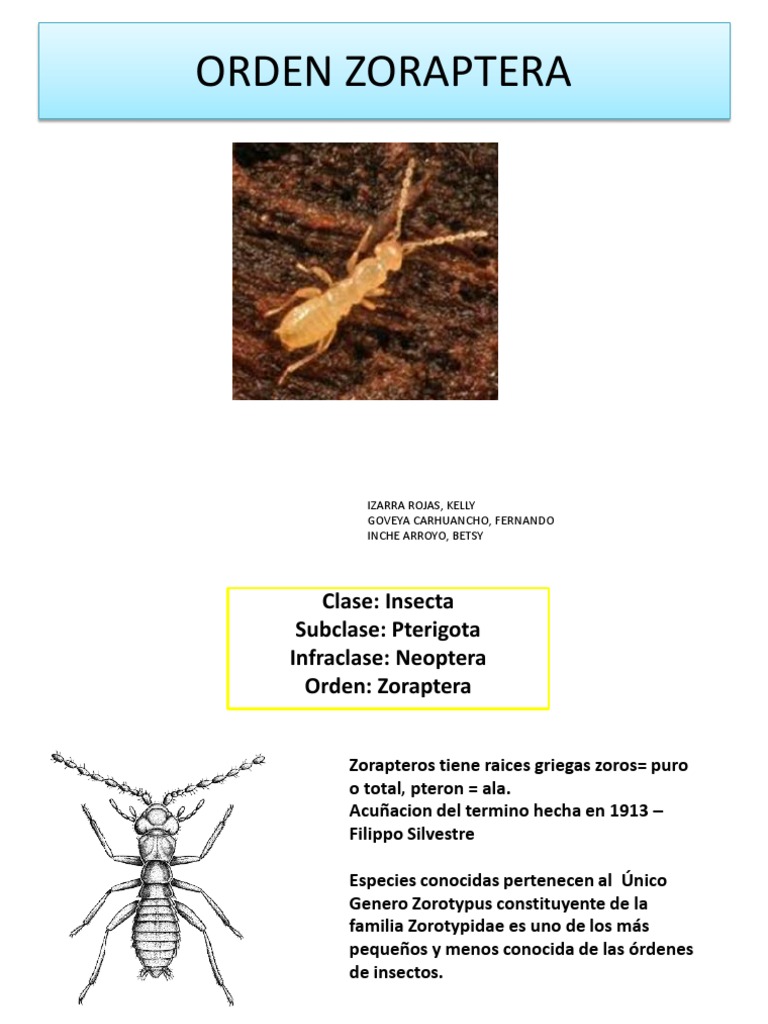 Características del Orden Zoraptera | PDF | Insectos | Hexapoda