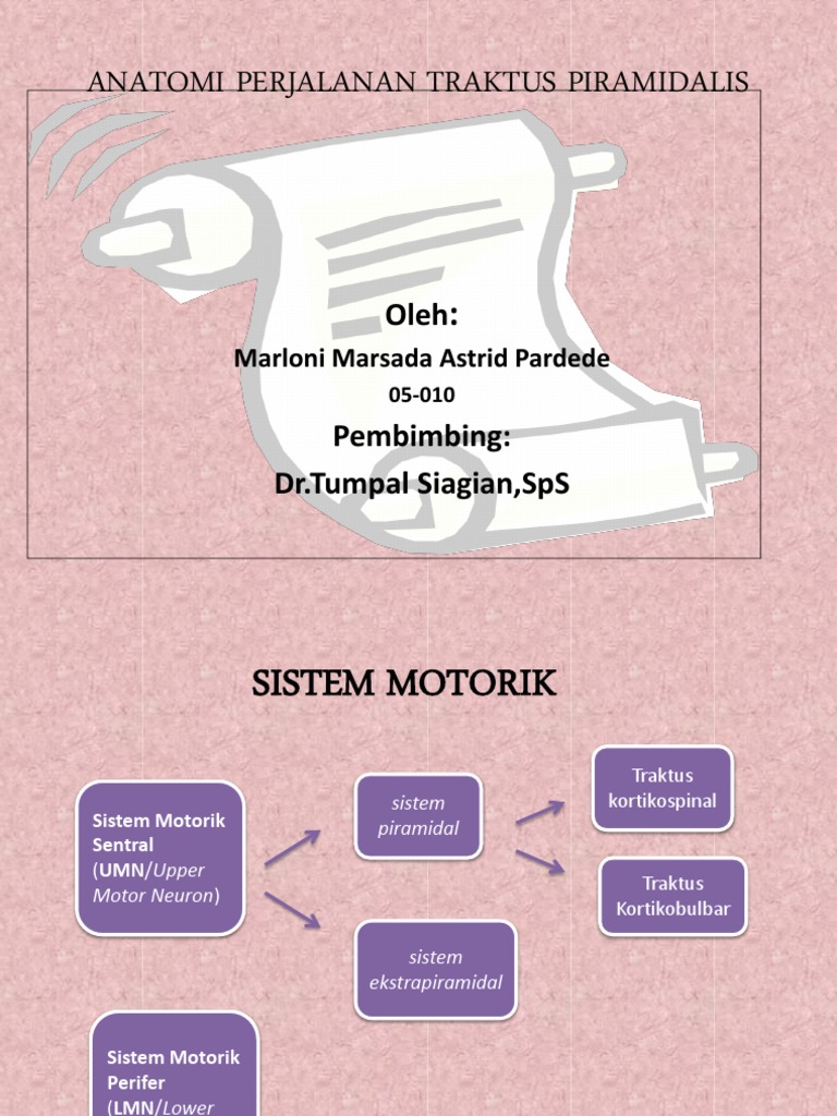 Anatomi Perjalanan Traktus Piramidalis. | PDF