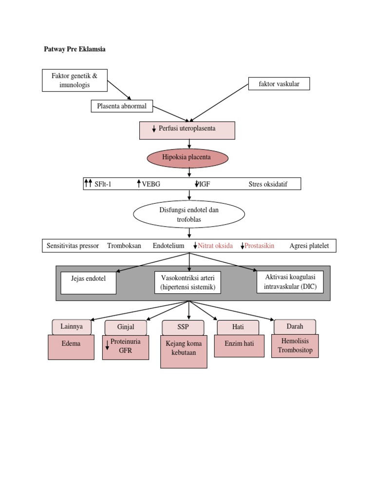 Pathway Pre Eklamsia | PDF