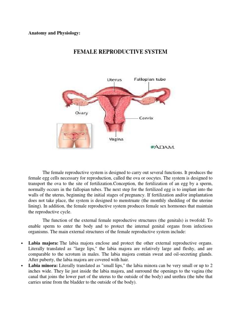 Female Reproductive System: Anatomy and Physiology | PDF | Uterus | Labia