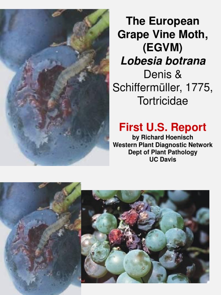 The European Grape Vine Moth, (EGVM) : Lobesia Botrana | PDF | Fruit ...