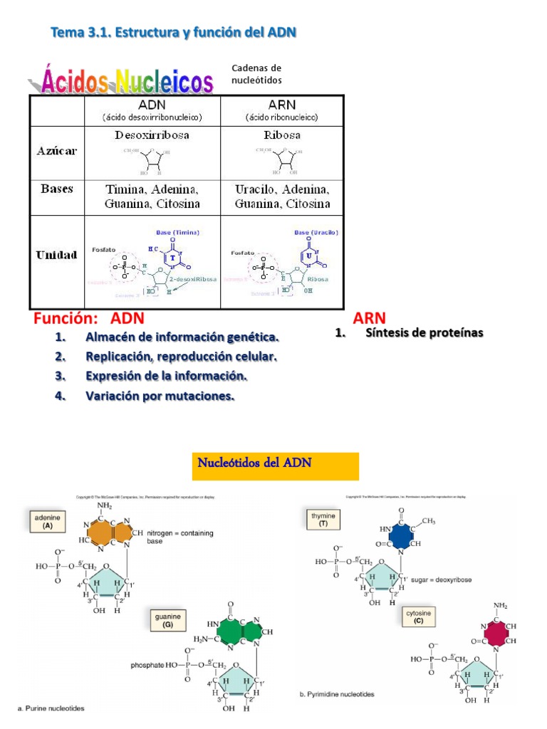 Estructura y Función Del ADN | PDF | Adn | Histona