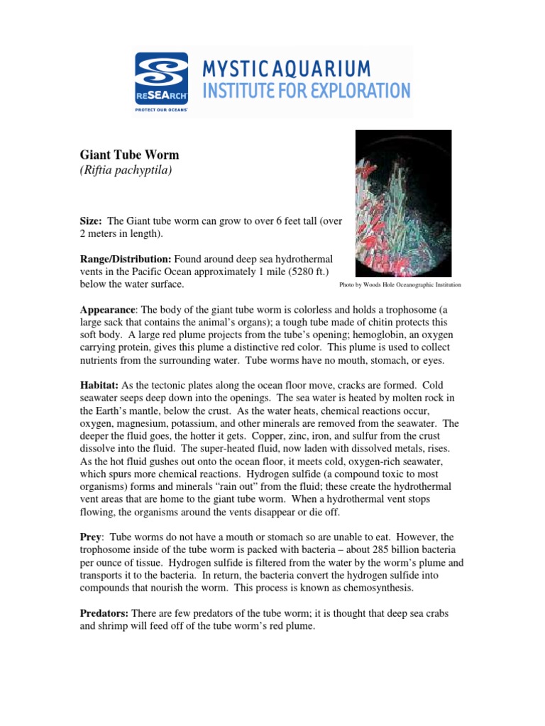 Giant Tube Worm: (Riftia Pachyptila) | PDF | Hydrothermal Vent | Volcano