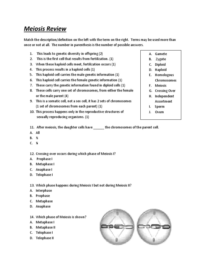 Meiosis Review | PDF