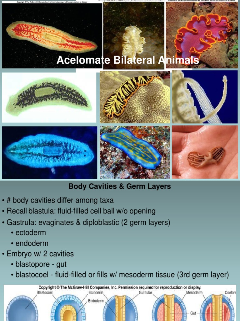 Flatworms, Metazoans and Ribbon Worms | Zoology | Anatomy