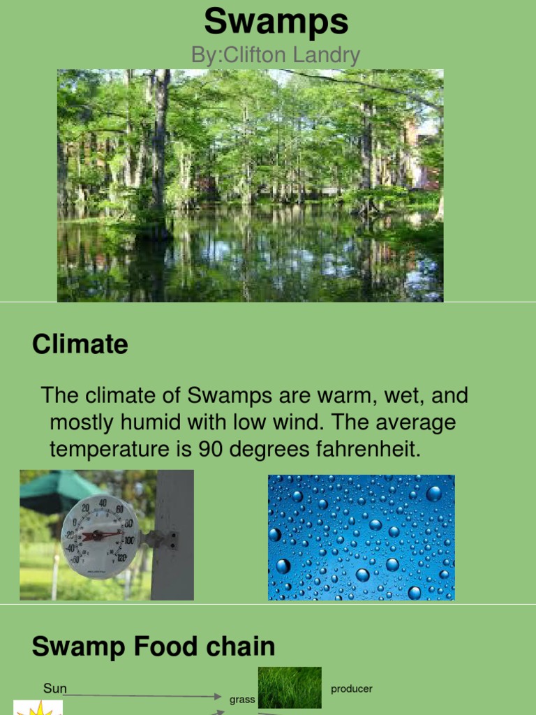 Swamp Biome: Climate and Food Chain | PDF