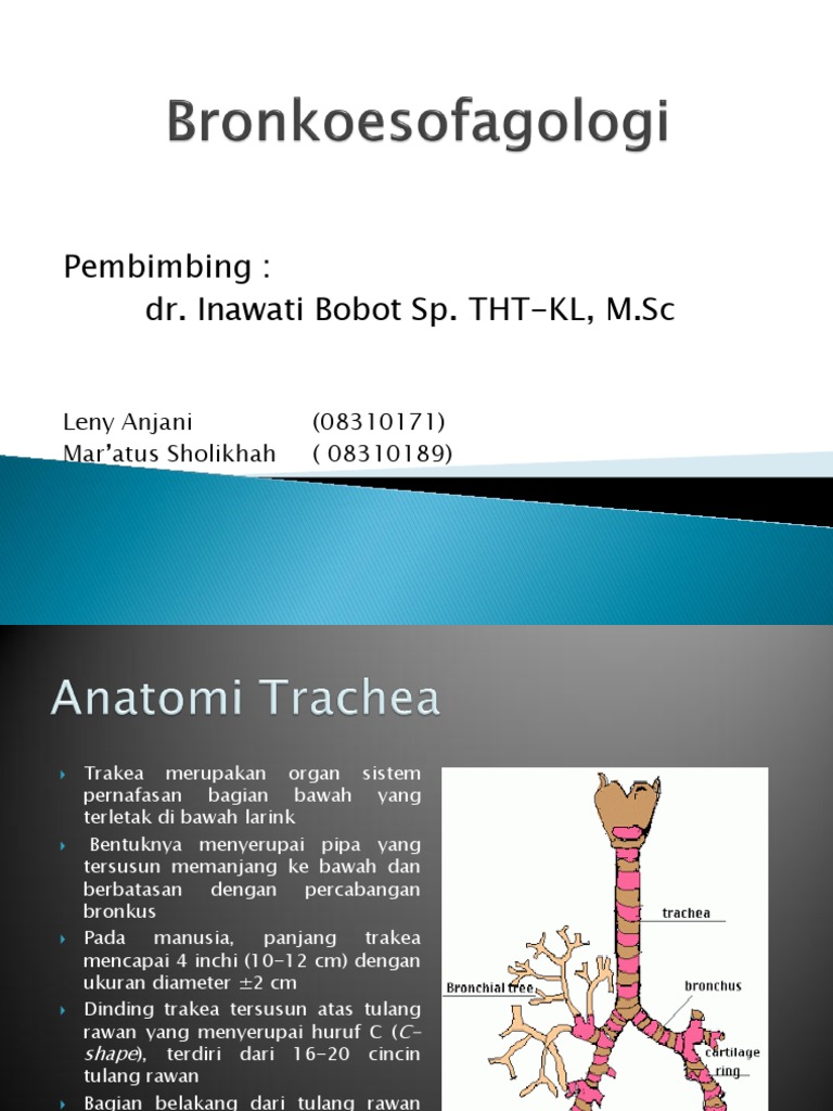 Anatomi dan Fungsi Trakea & Esofagus | PDF | Sains & Matematika
