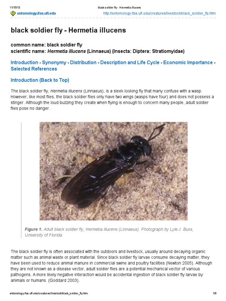 Black Soldier Fly Overview: Hermetia illucens | PDF | Fly | Pupa
