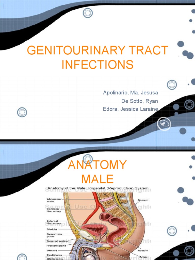 Genitourinary System | Download Free PDF | Urinary Tract Infection ...
