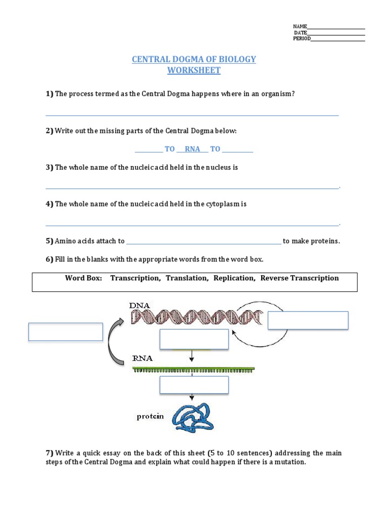 Educ 524 Central Dogma Worksheet | PDF