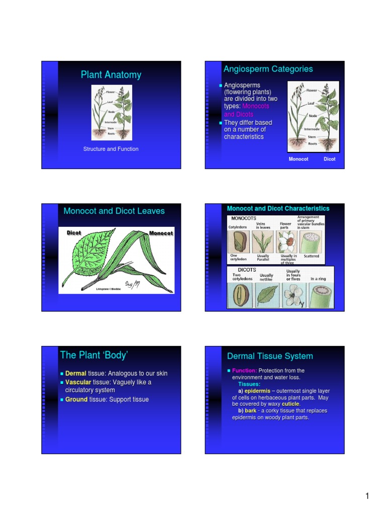 Plant Anatomy: Angiosperm Categories | PDF