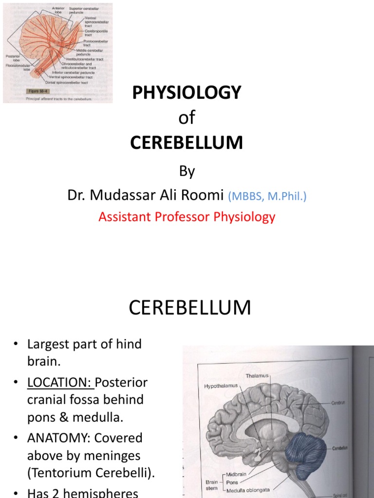 Lecture On PHYSIOLOGY of Cerebellum by Dr. Roomi | PDF | Cerebellum ...