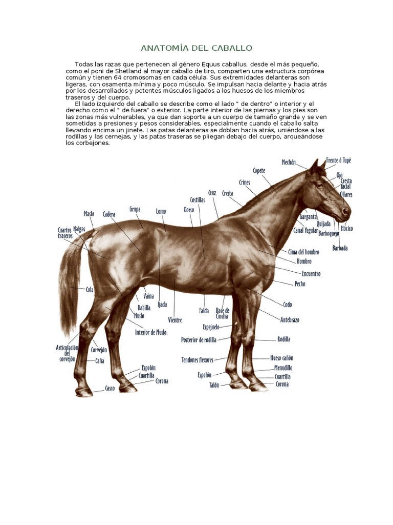 Anatomía del Caballo y sus Cascos | PDF | Caballos | Naturaleza