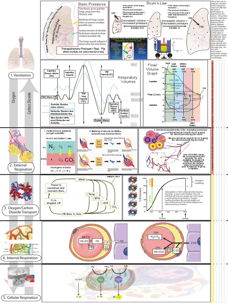 Transpulmonary Pressure Ppul - Pip: Decreased Volume Increased Pressure ...