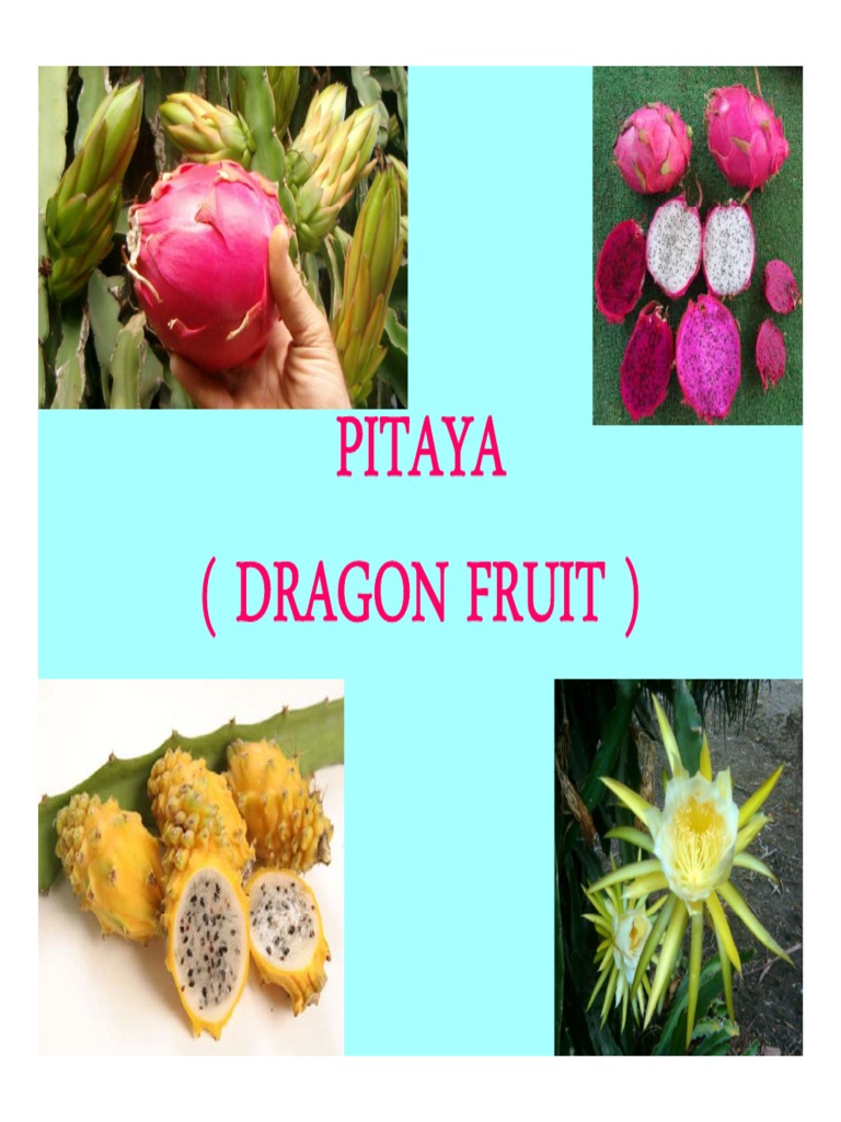 Pitaya (Dragon Fruit) | PDF | Plants | Fruit