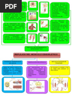 Fisiopatología de Las Células Renshaw | PDF