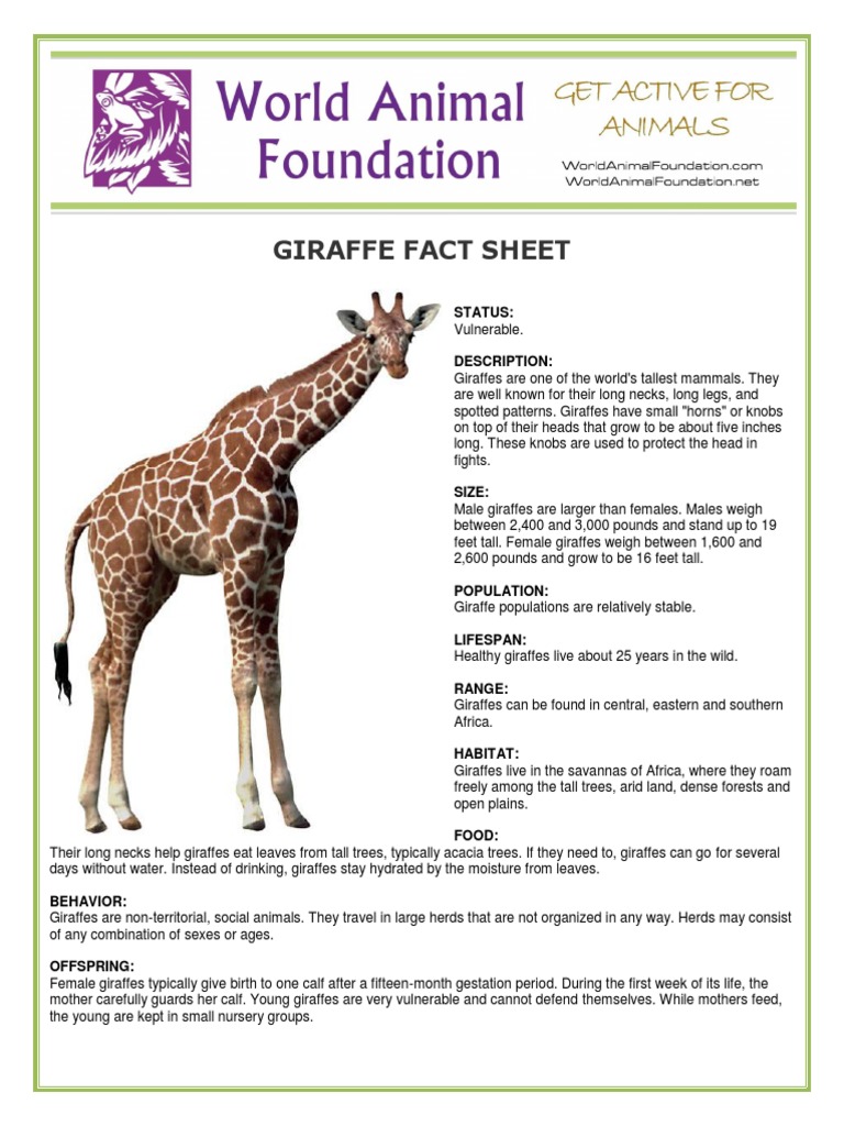 Giraffe | PDF | Giraffe | Zoo