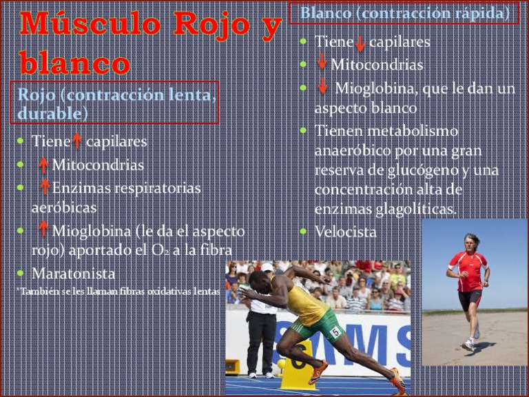 Musculo Rojo y Blanco | Metabolismo | Biología