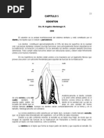 Planos Terminales | PDF | Anatomia dental | Boca