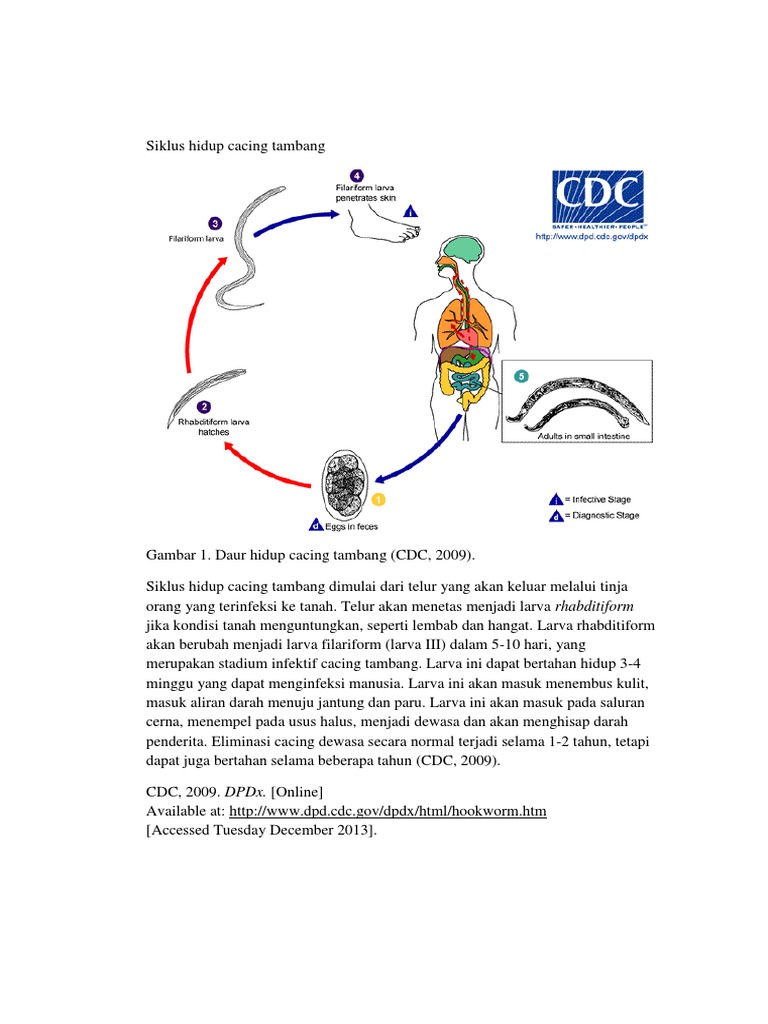 Siklus Hidup Cacing Tambang | PDF | Griya & Taman