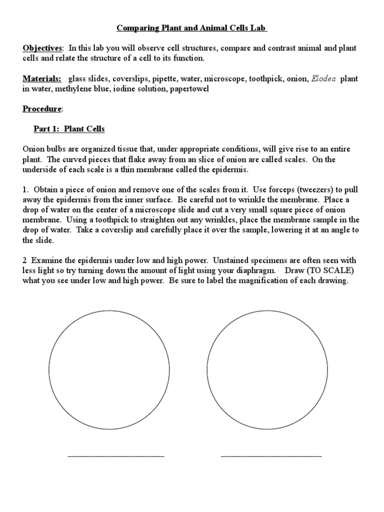 Comparing Plant and Animal Cells Lab | PDF | Staining | Laboratory ...