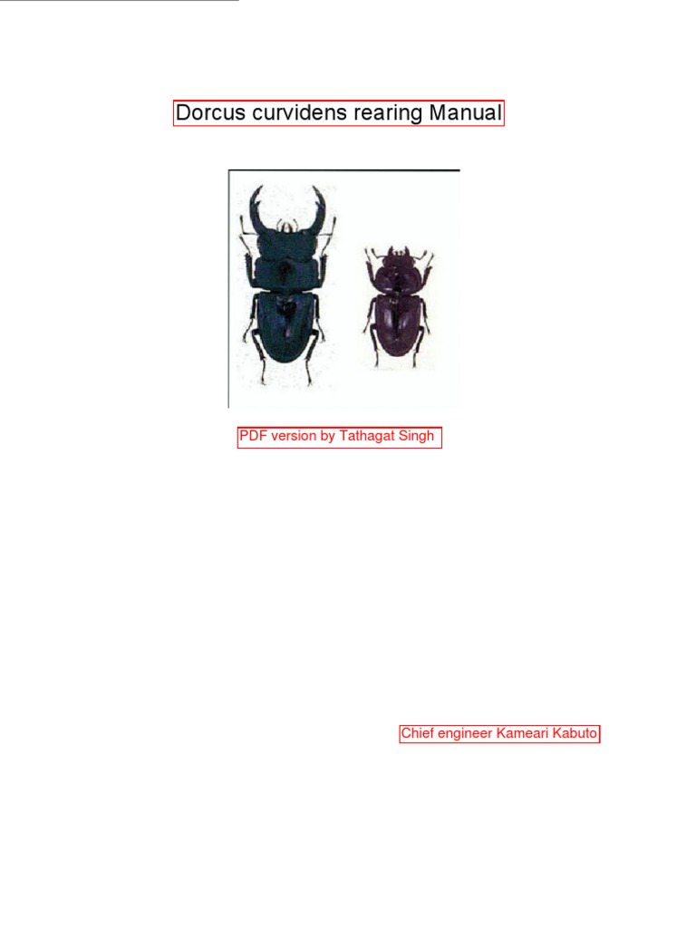 Ookuwagata Rearing Manual (Stag Beetles Rearing Manual) | PDF | Pupa ...