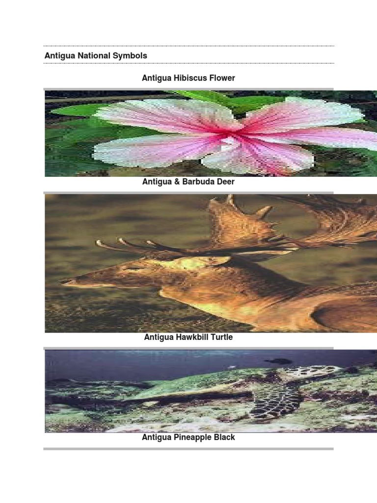 Antigua National Symbols | PDF | Pineapple | Plants