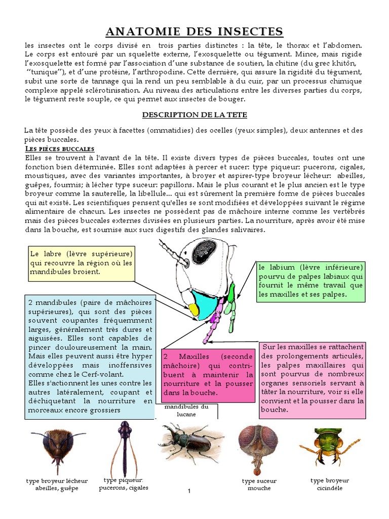 Anatomie des Insectes et Pièces Buccales | PDF | Insectes | Arthropodes