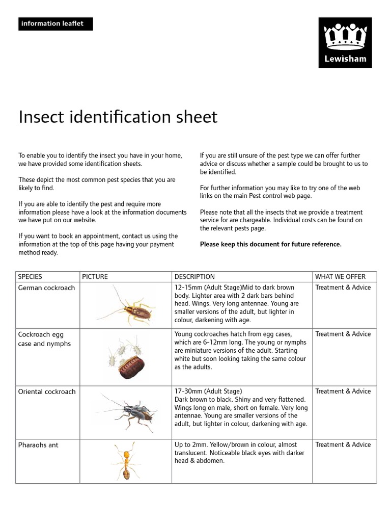 Insect Identification Sheet | PDF | Beetle | Insects