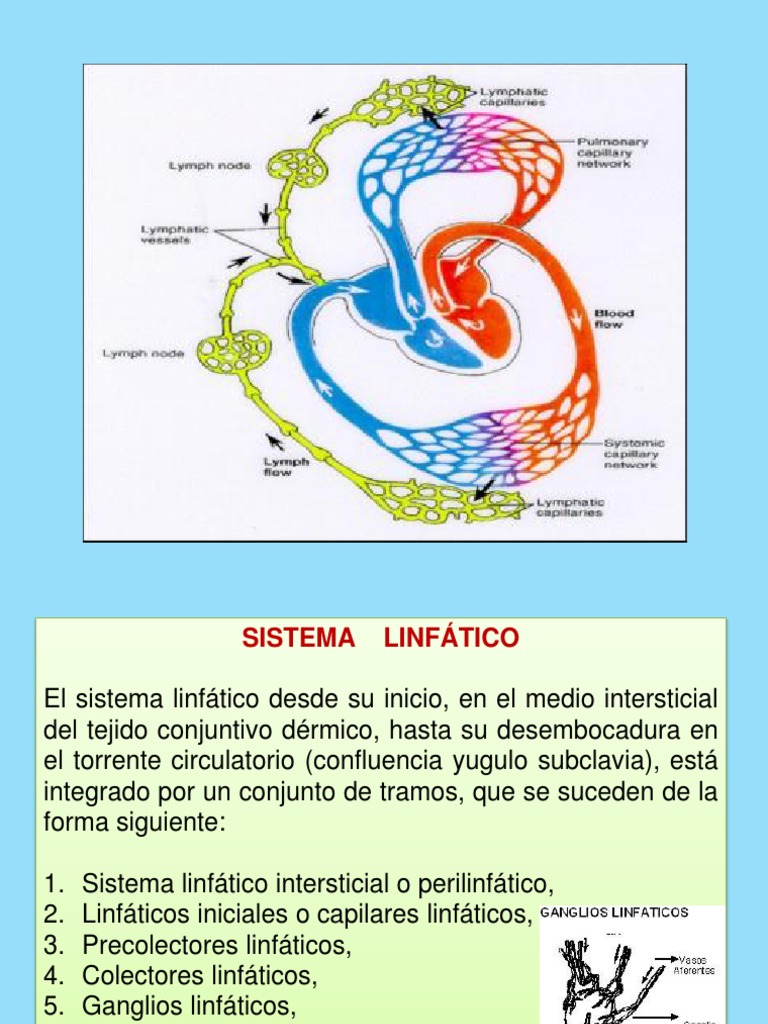 linfa | Sistema linfático | Linfa