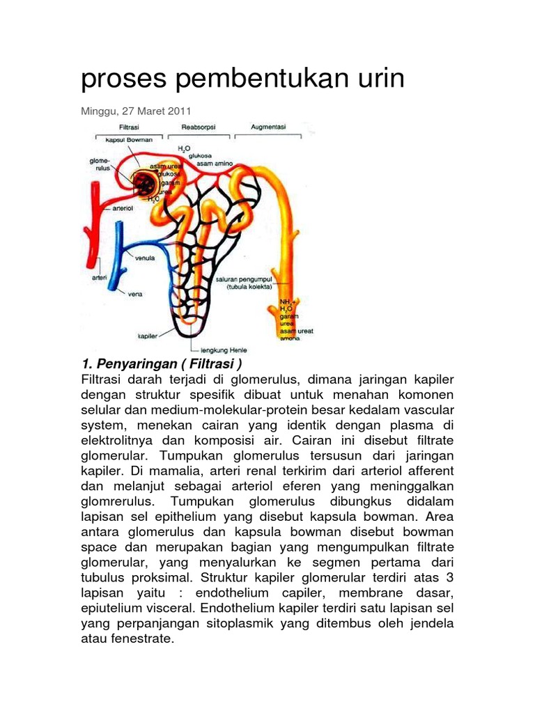 Proses Pembentukan Urin | PDF