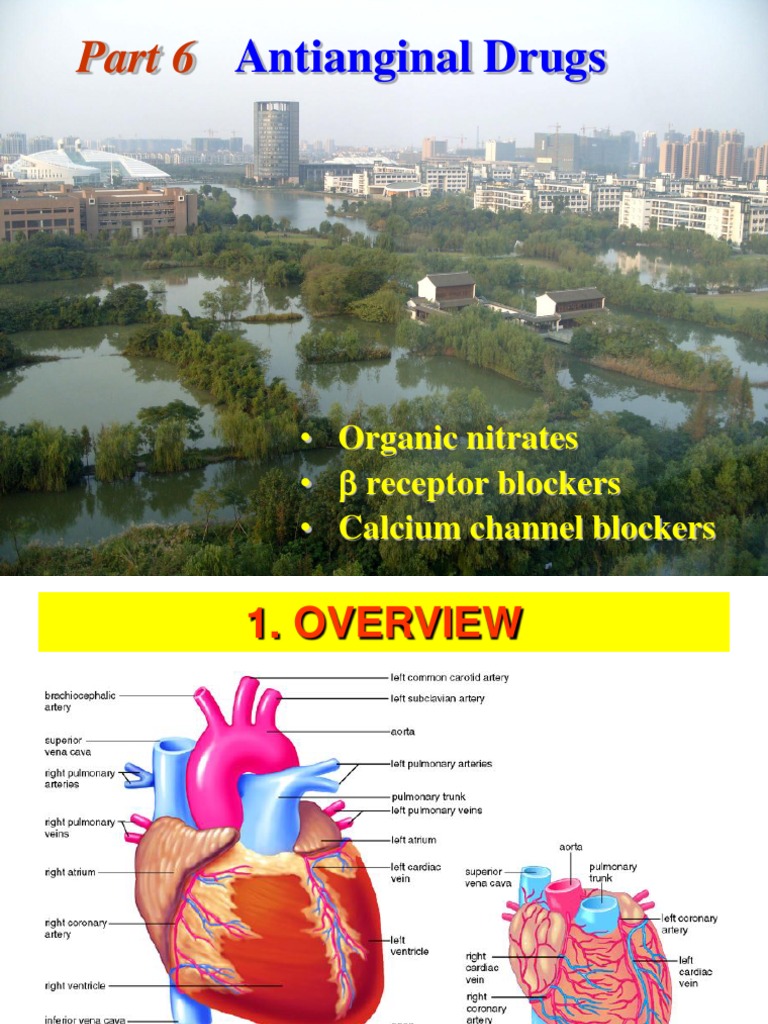 Antianginal Drugs: - Organic Nitrates - Calcium Channel Blockers | PDF ...