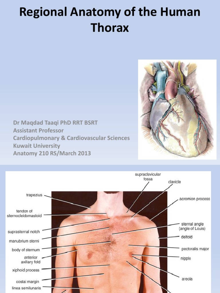 Regional Anatomy of the Human Thorax | Aorta | Thorax