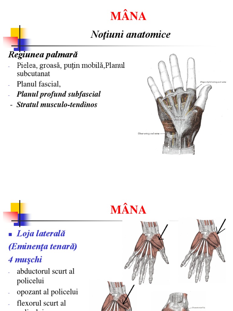 Muschii Mainii | PDF
