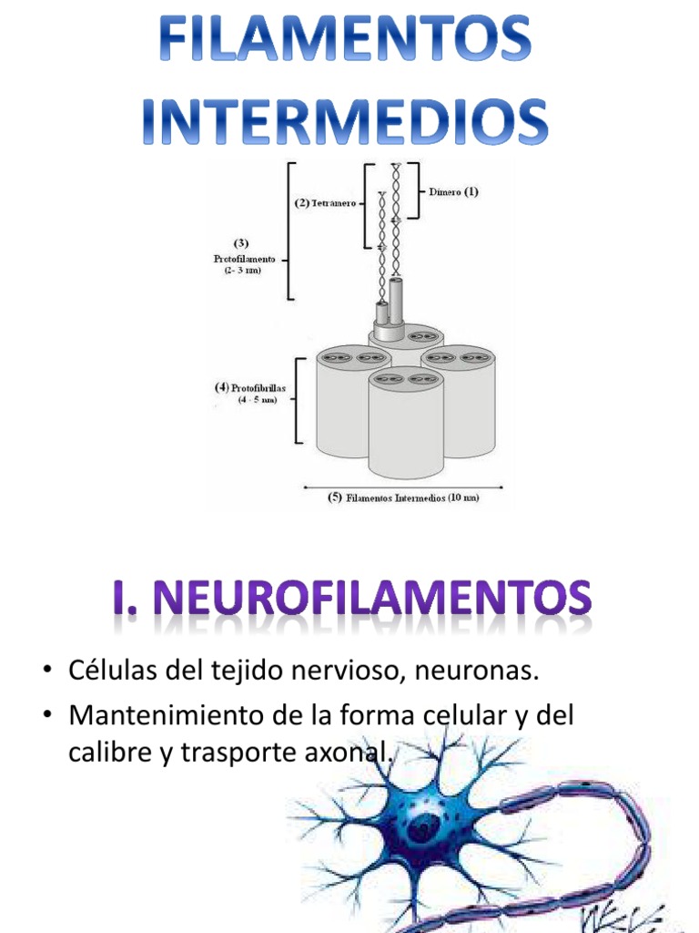 Filamentos Intermedios | PDF