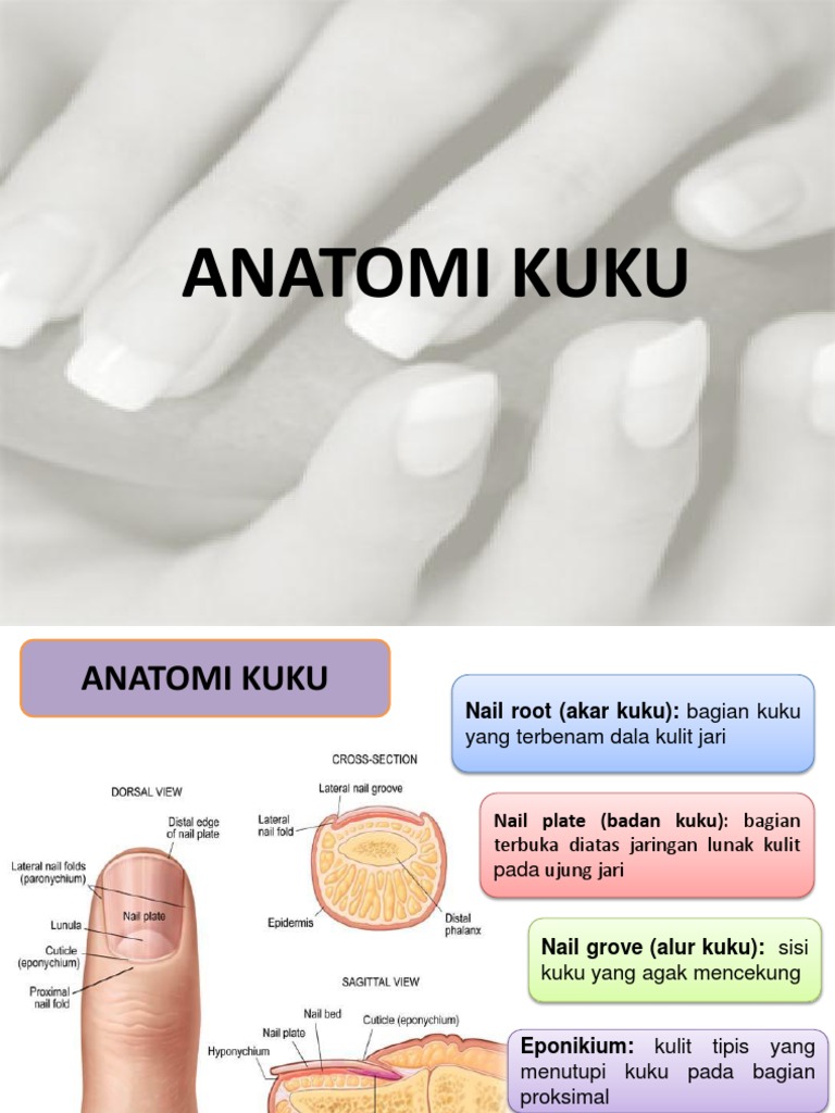 Struktur dan Anatomi Kuku Manusia | PDF