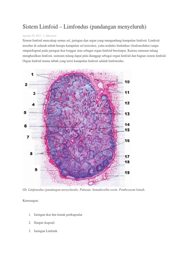 Sistem Limfoid | PDF