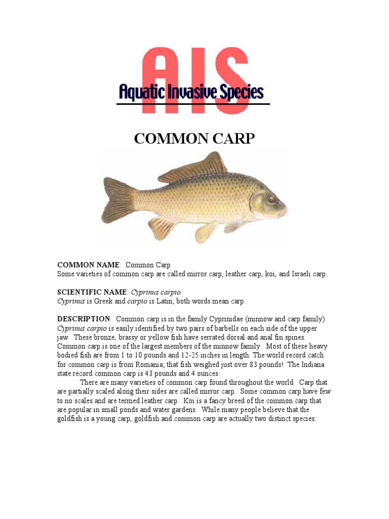 COMMON NAME: Common Carp | PDF | Spawn (Biology) | Aquatic Vertebrates