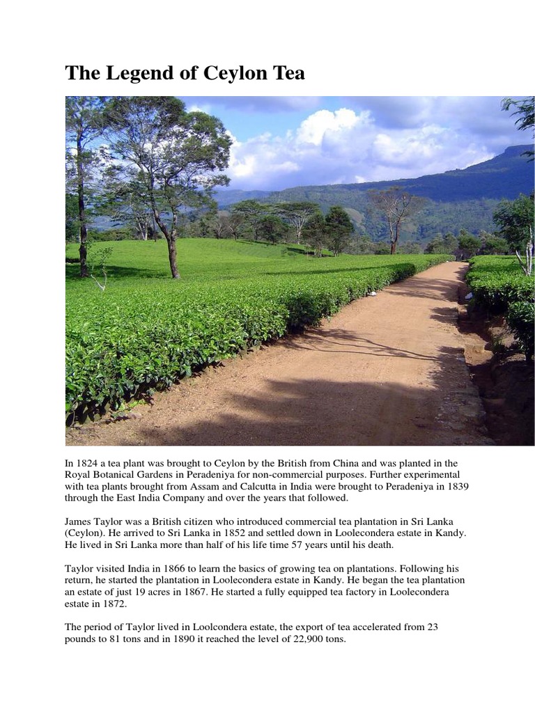 Legend of Ceylon Tea | PDF | Hot Drinks | Tea